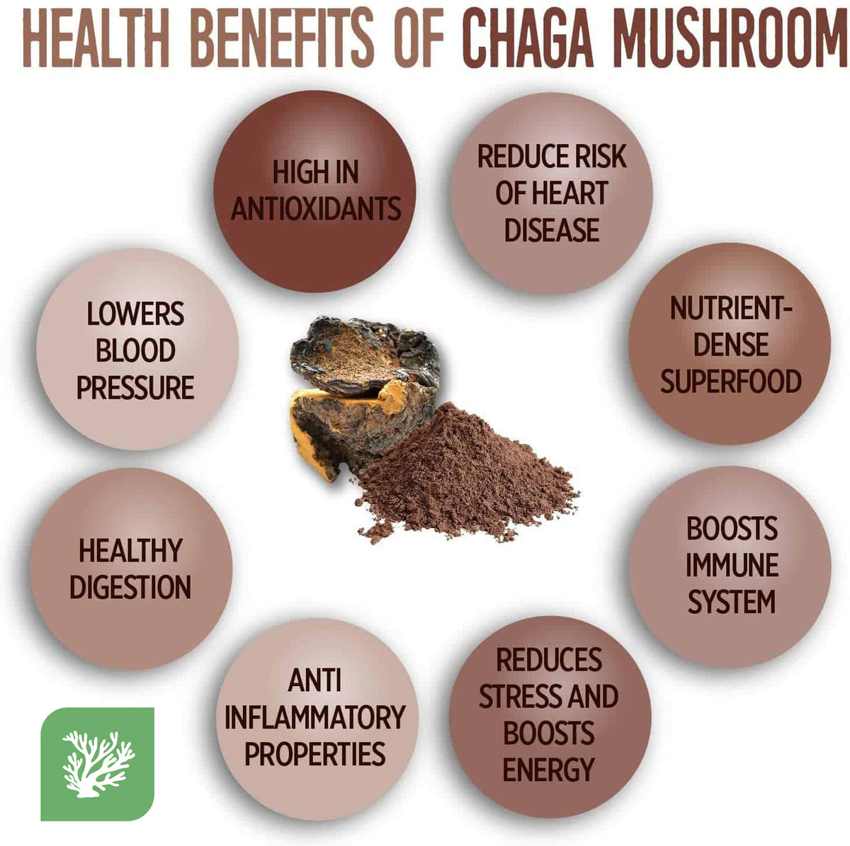 Chaga Mushroom – Survival Moss